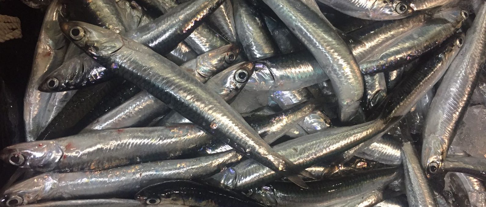 Pescados Azules Lista De Variedades